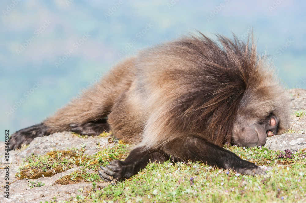 Gelada baboon (Theropithecus Gelada) sleeping on the ground, Simien ...