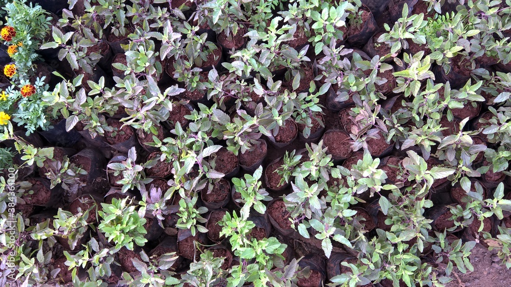 Holy basil, Ocimum tenuiflorum also called tulsi plants Stock Photo ...