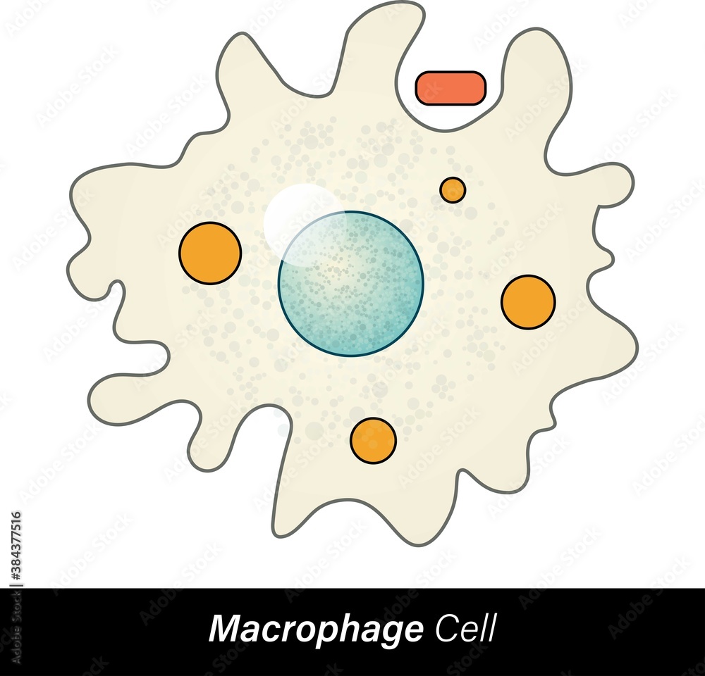 Macrophages are WBC originated from blood monocytes. Functions ...