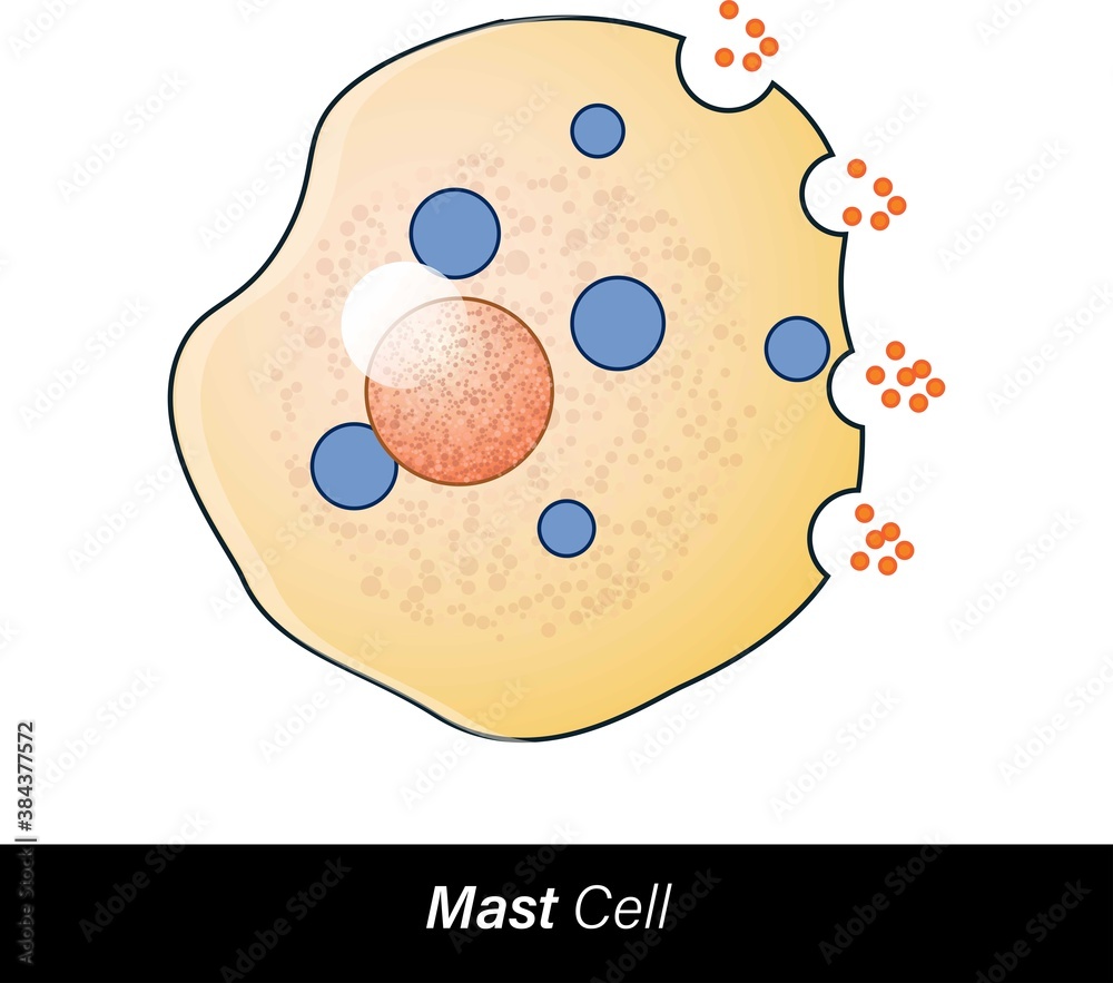 Mast cell, granulocytes has histamine, heparin, anticoagulants ...