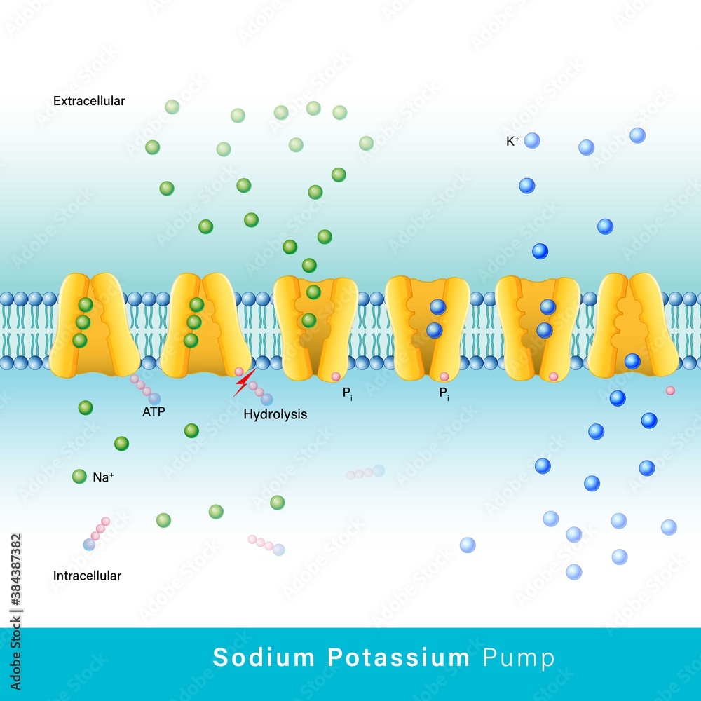 Drawing Ion Channel