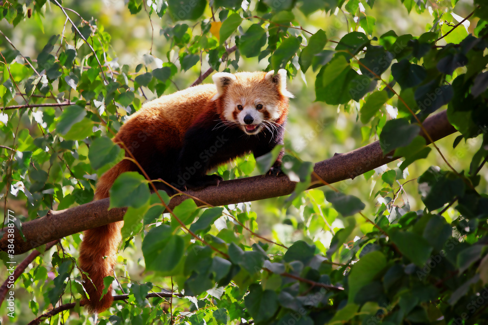 Adorable endangered red panda walking on branch. Red panda can be found ...