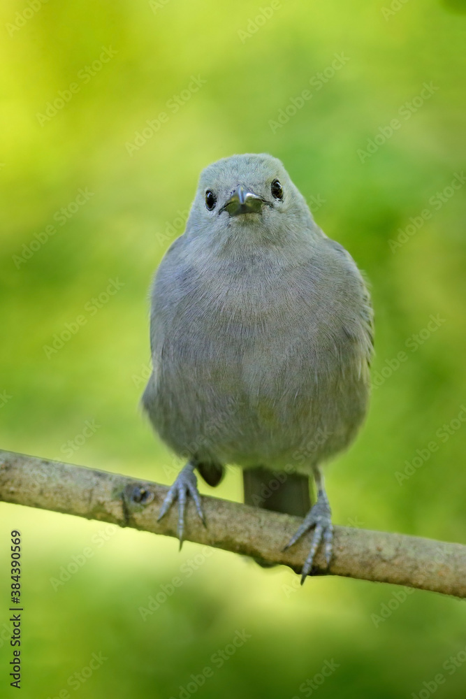 Foto de Palm Tanager, Thraupis palmarum, bird in the green forest ...
