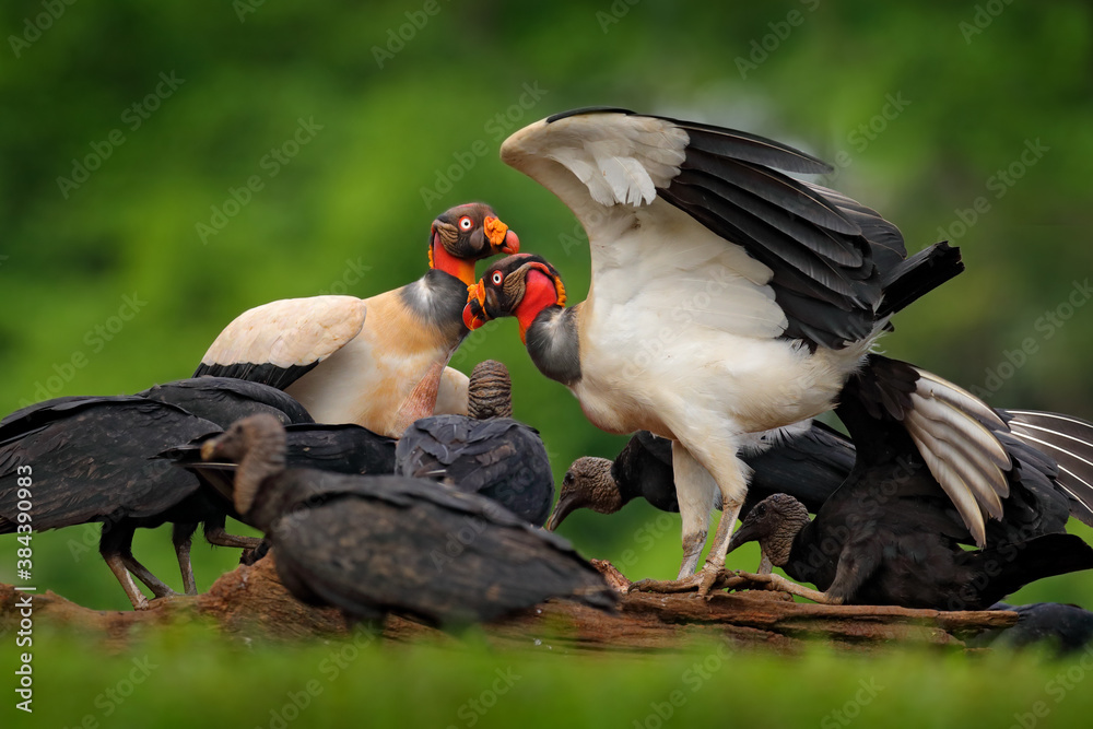 Cow carcass with King vulture, Sarcoramphus papa, large bird found in ...