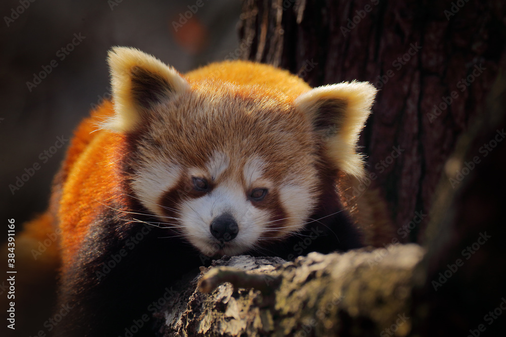 Panda lying on the tree with green leaves. Ailurus fulgens, red panda ...