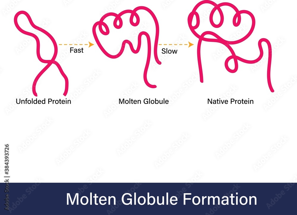 Poster Molten globule formation, Folding of native primary structure of ...