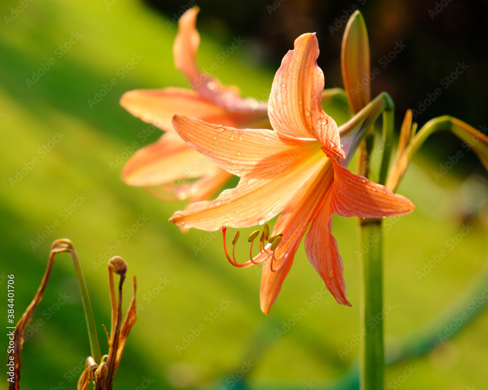 Amaryllis sonatini Orange Rascal close up on green background Stock ...