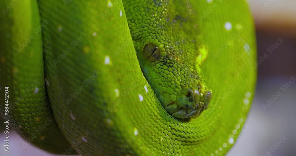 The green tree python (Morelia viridis) is a species of snake in the ...