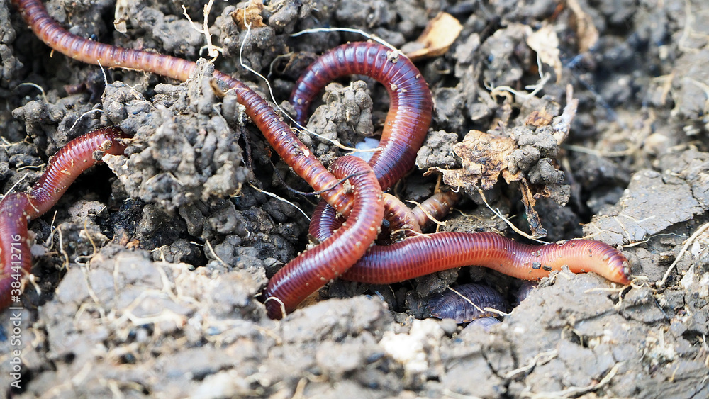 earthworms in the natural garden, the importance of worm for soil ...