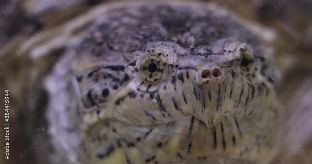 The common snapping turtle (Chelydra serpentina) is a large freshwater ...