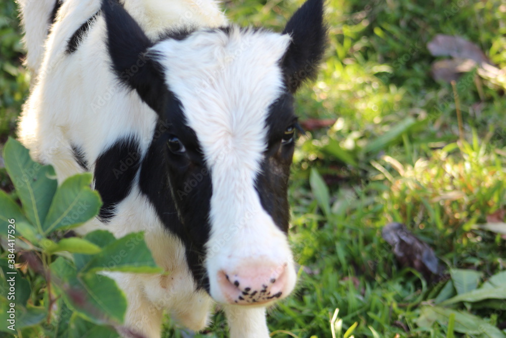 vaca lechera Stock Photo | Adobe Stock