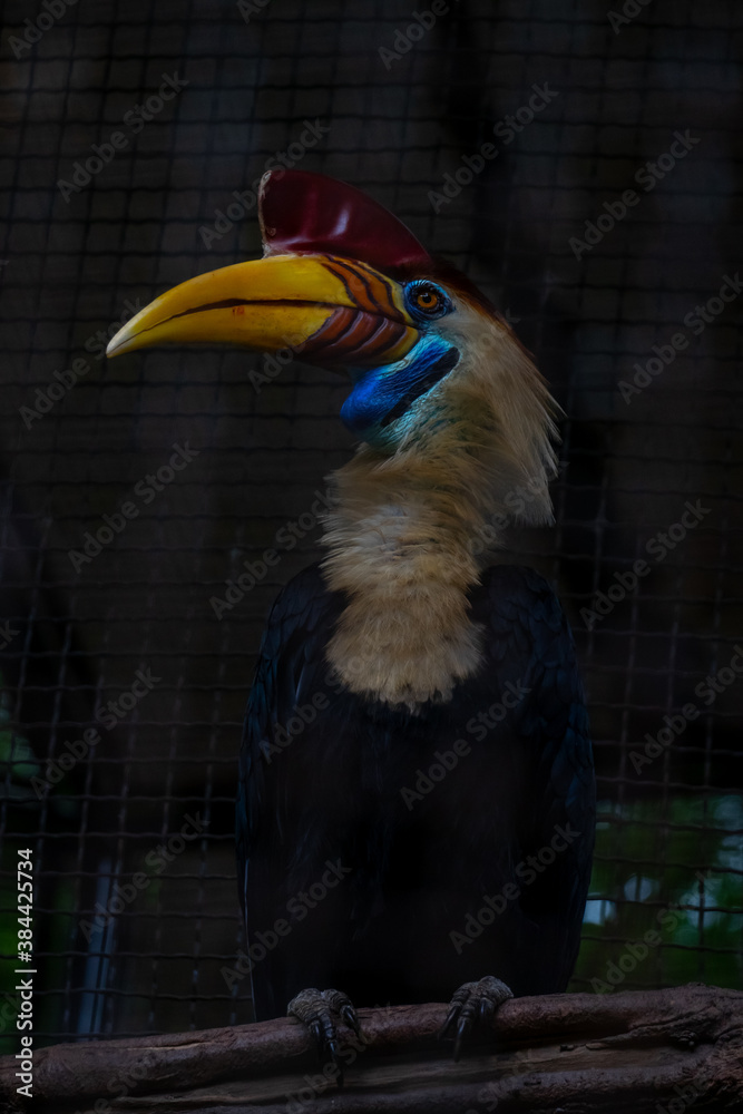 the sulawesi wrinkled hornbill (Knobbed hornbill) is a species of ...