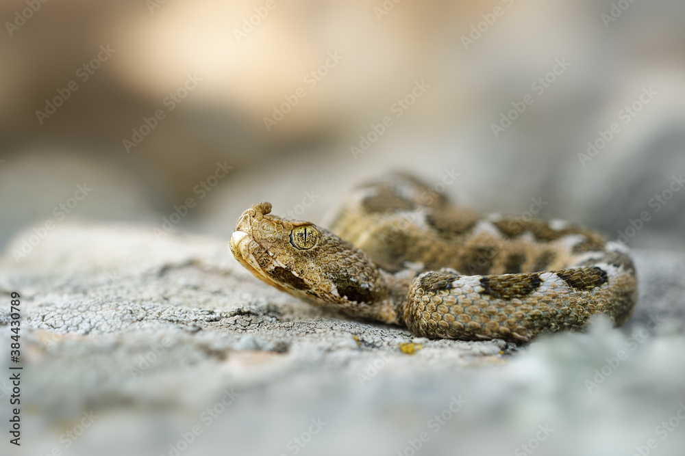 Nose-horned Viper - Vipera ammodytes also horned viper, long-nosed ...