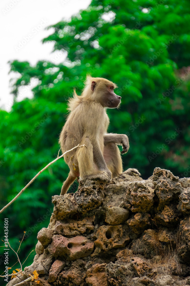 Monkeys in the wild are sitting on rocks. Rainforest mammals are relaxing during the day. Stock ...
