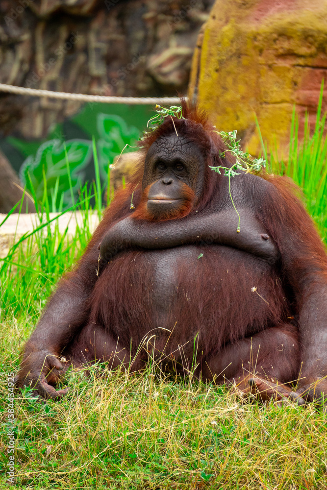 Orangutan sits in the zoo enclosure. Orang-utans are a type of large ...