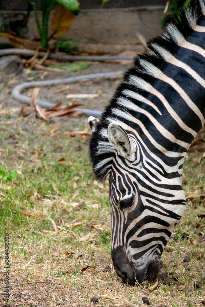 What Do Zebras Eat In Africa