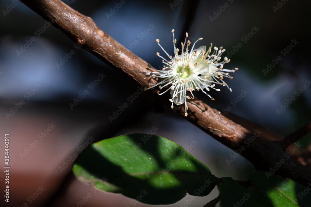 Exotic flower. Jaboticaba fruit blooming on the tree. Jabuticaba season ...
