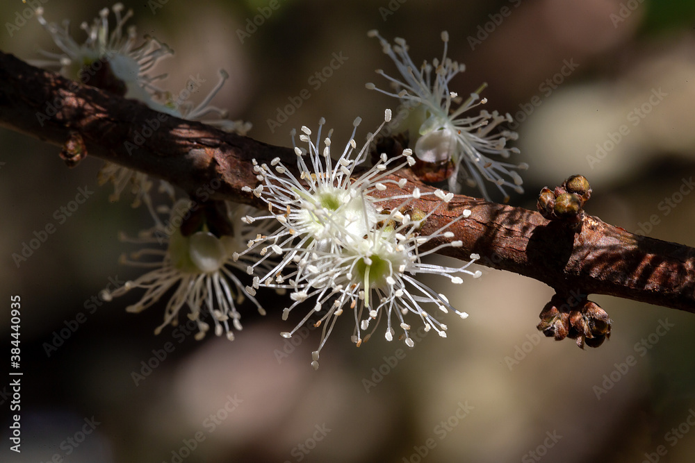 Foto de Exotic flower. Species Plinia cauliflora. Jaboticaba fruit ...