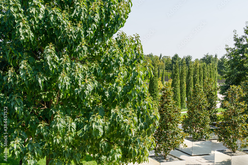 Paulownia tomentosa or Empress tree (princess or foxglove tree) and ...