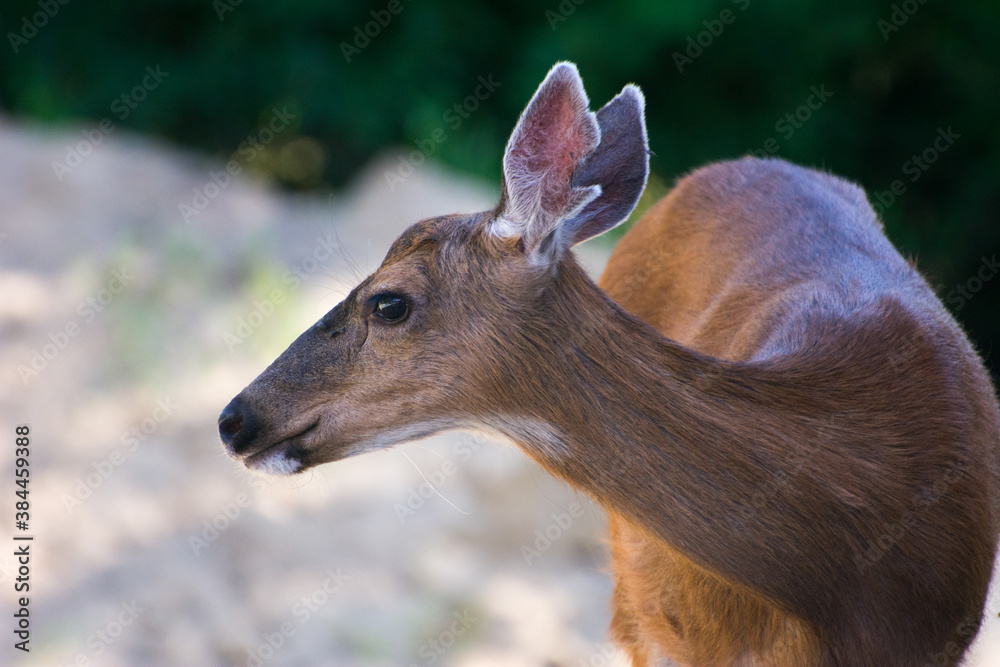 Deer Side Stock Photo | Adobe Stock