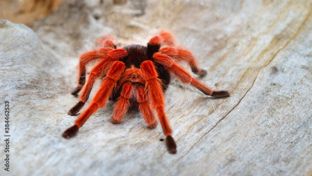 Birdeater tarantula spider Brachypelma boehmei in natural forest ...