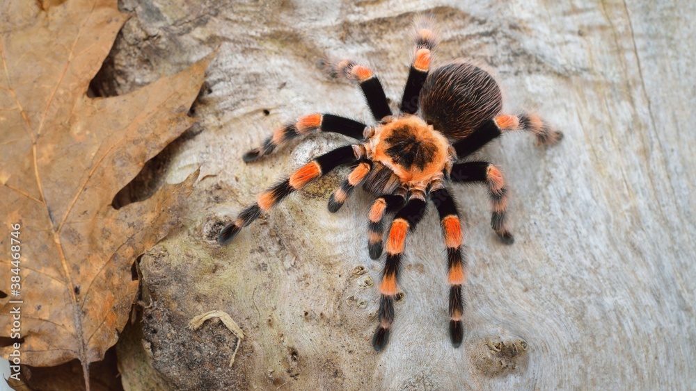 Birdeater tarantula spider Brachypelma smithi in natural forest ...