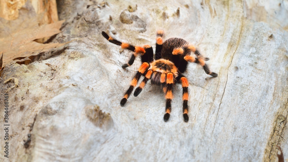 Birdeater tarantula spider Brachypelma smithi in natural forest ...