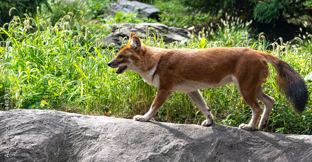 White Dhole