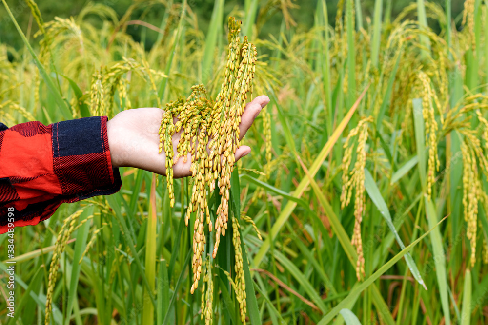 farmer hand tenderly holding the golden rice paddy in the rice field ...