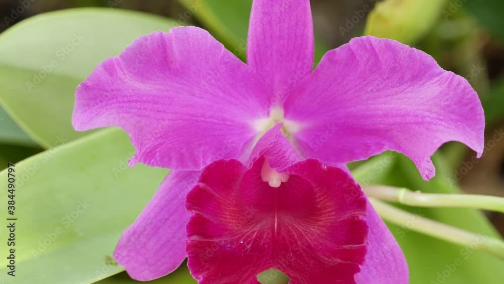 purple flower cattleya orchid on green leaf by closeup and zoom out a ...