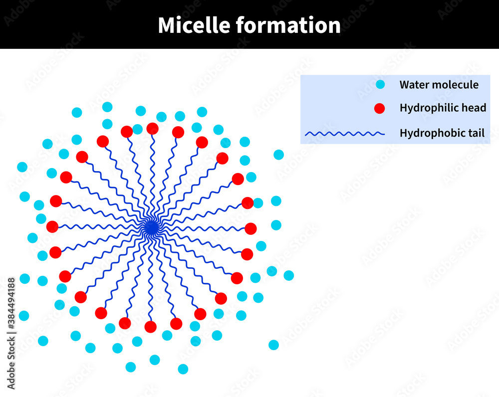 Micelle Formation Water H2o Hydrophilic Tail Hydrophobic Head Micelle Formation Water H2o Hydrophilic Tail Hydrophobic Head