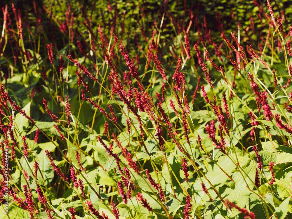(Persicaria amplexicaulis) Persicaire amplexicaule ou renouée ...