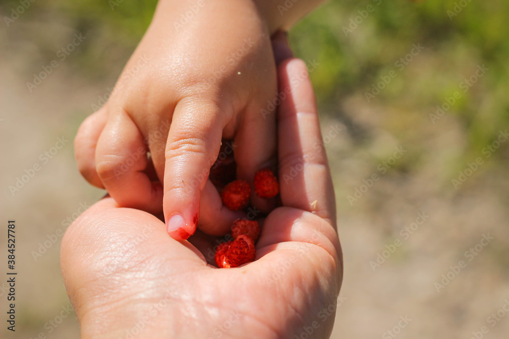 Child takes a strawberry from his mother's hands. Baby's fingers. Stock ...