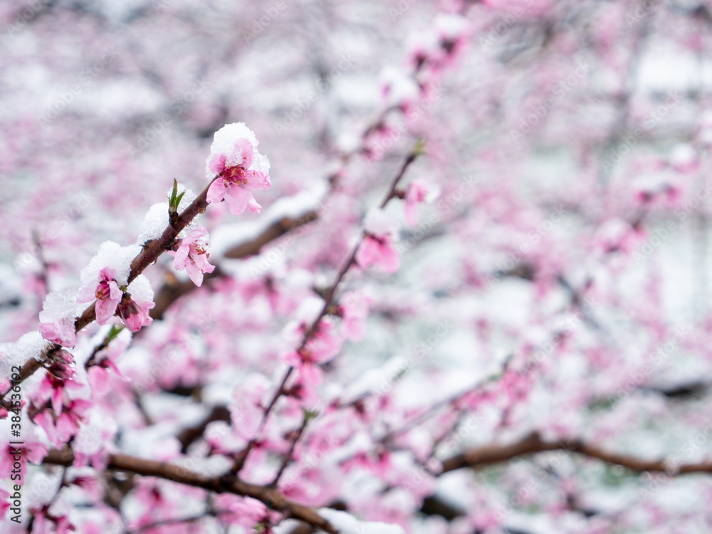 Peach flowers in bloom in the Japanese spring after a sudden and rare ...