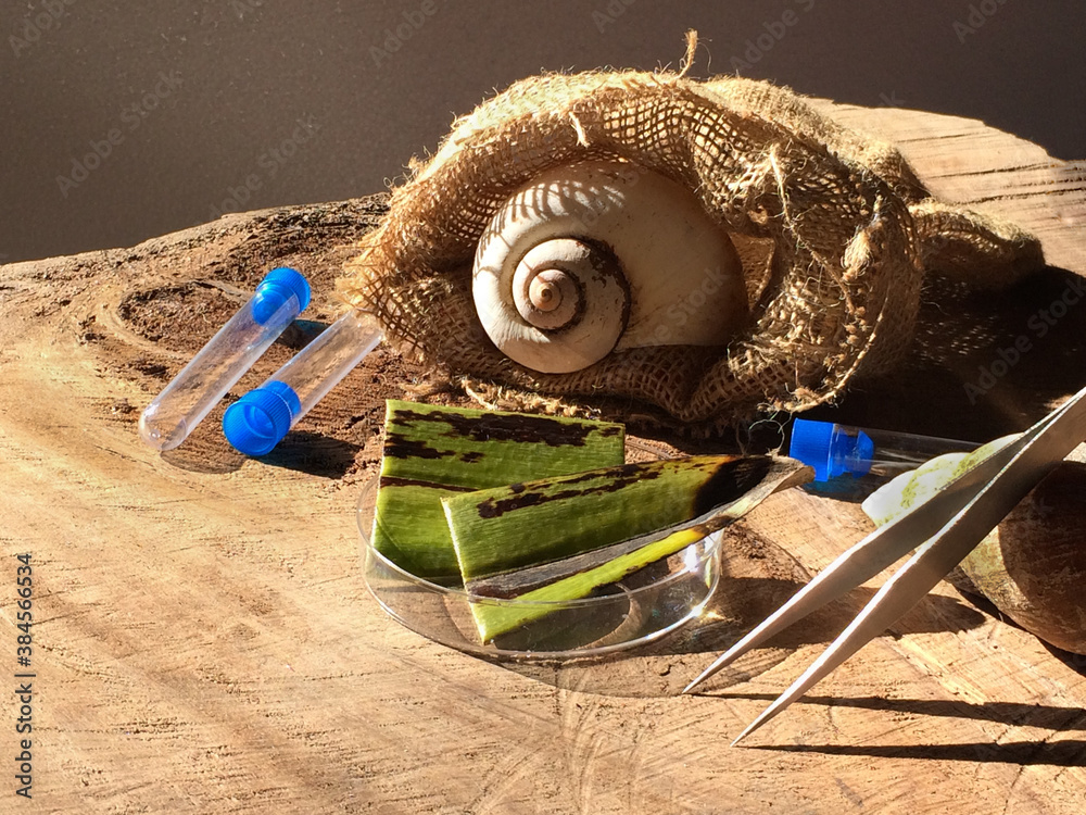 vanda orchid are damaged by Anthracnose disease (leaf blight) on plate ...