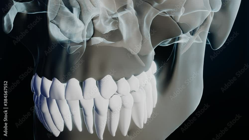 Bad molar tooth in skeleton on black background. 3D render concept ...