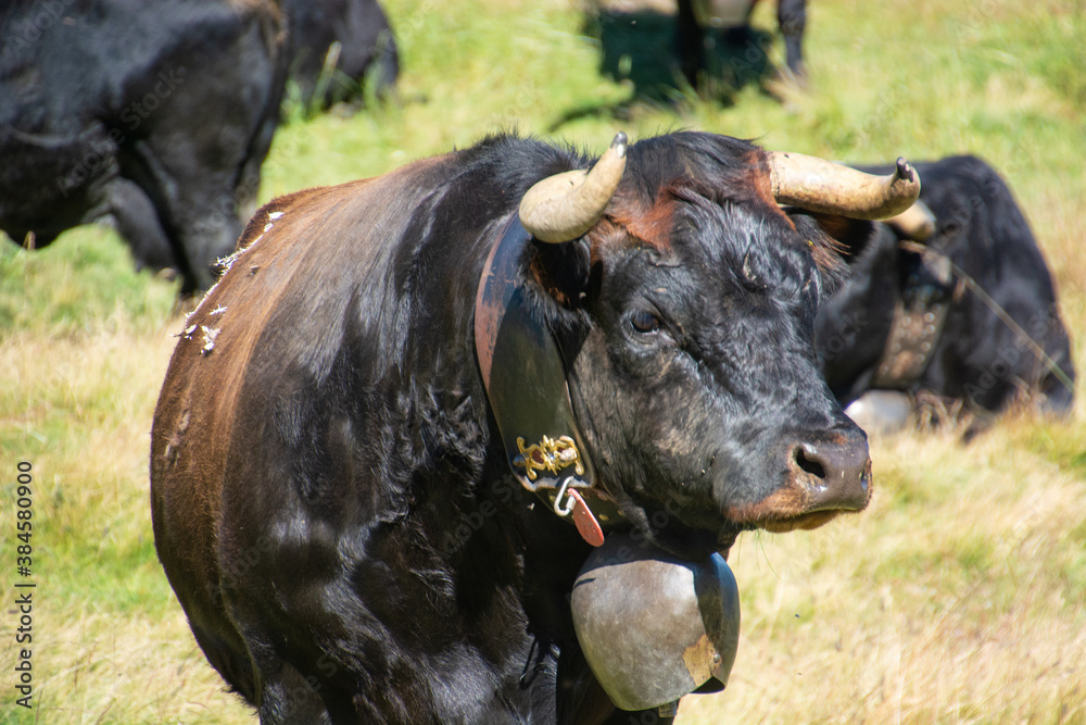 Eringer Kuh, typische RInderrasse im Wallis in der Schweiz Stock Photo ...