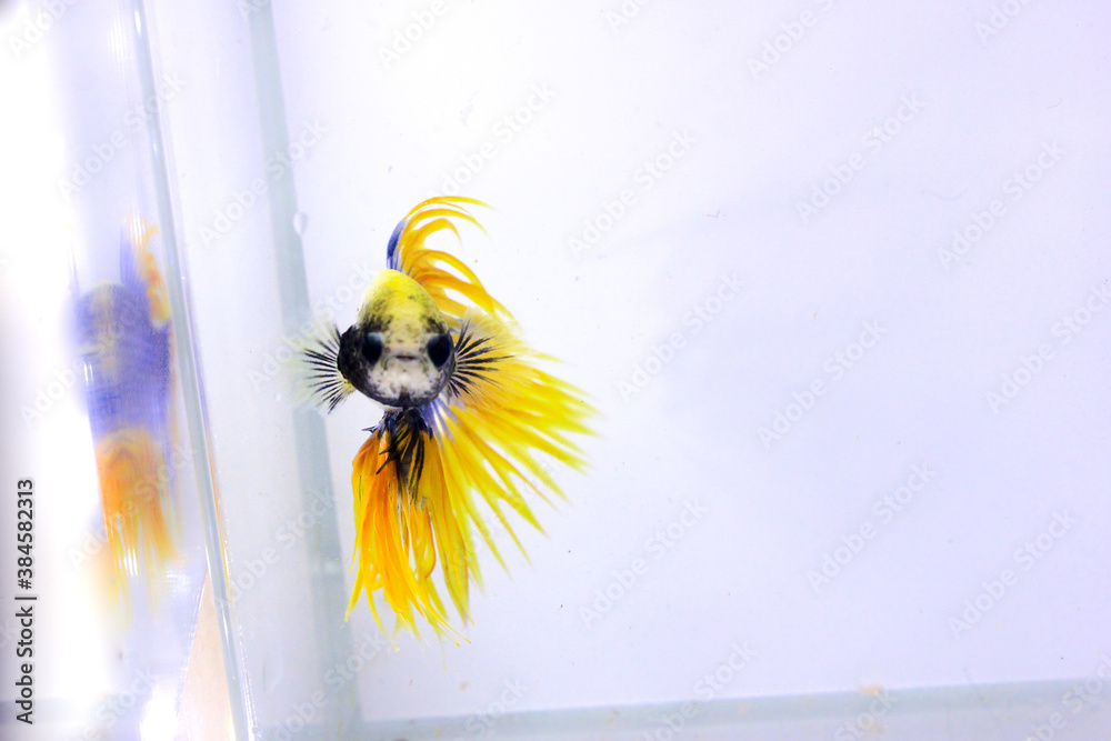 blue crowntail betta fish. The betta fish is blue on the body with a ...