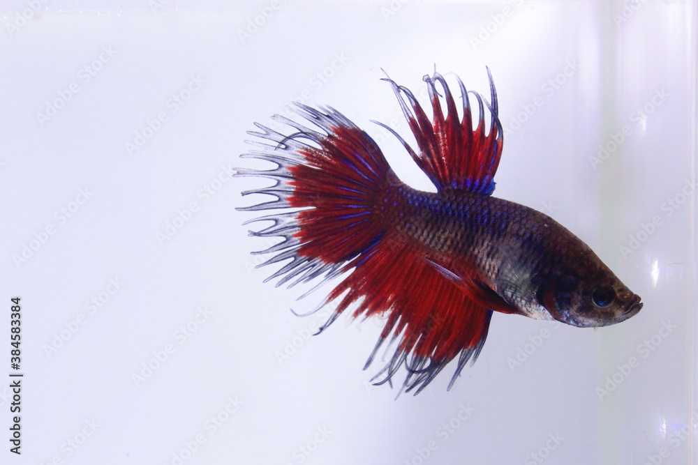 red crowntail betta fish. The red betta fish on the body with other ...