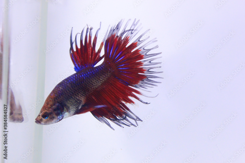 red crowntail betta fish. The red betta fish on the body with other ...
