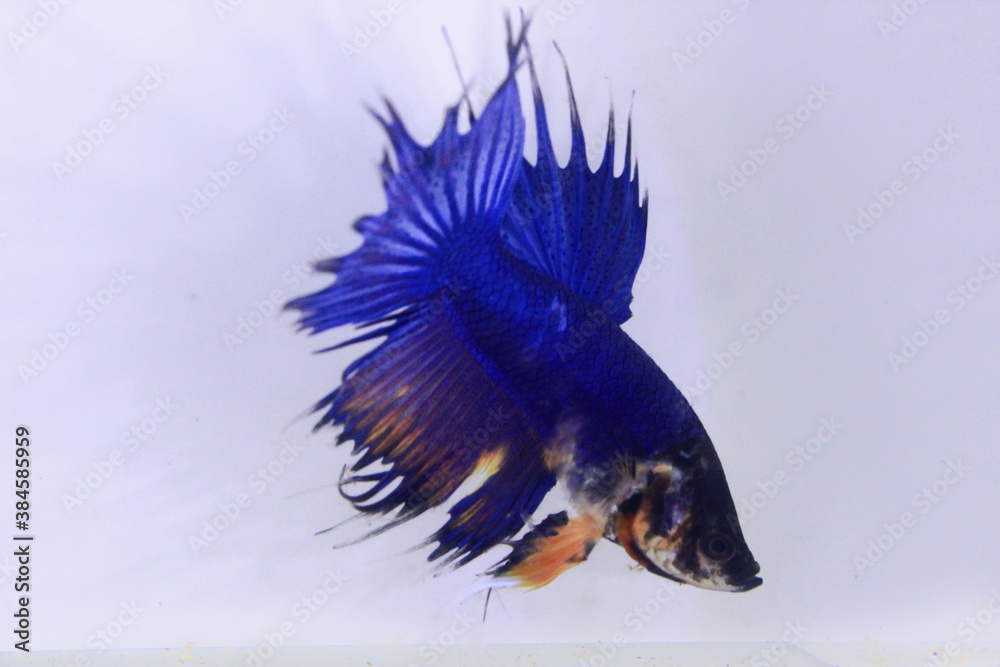 blue crowntail betta fish. The blue betta fish with a yellow ...