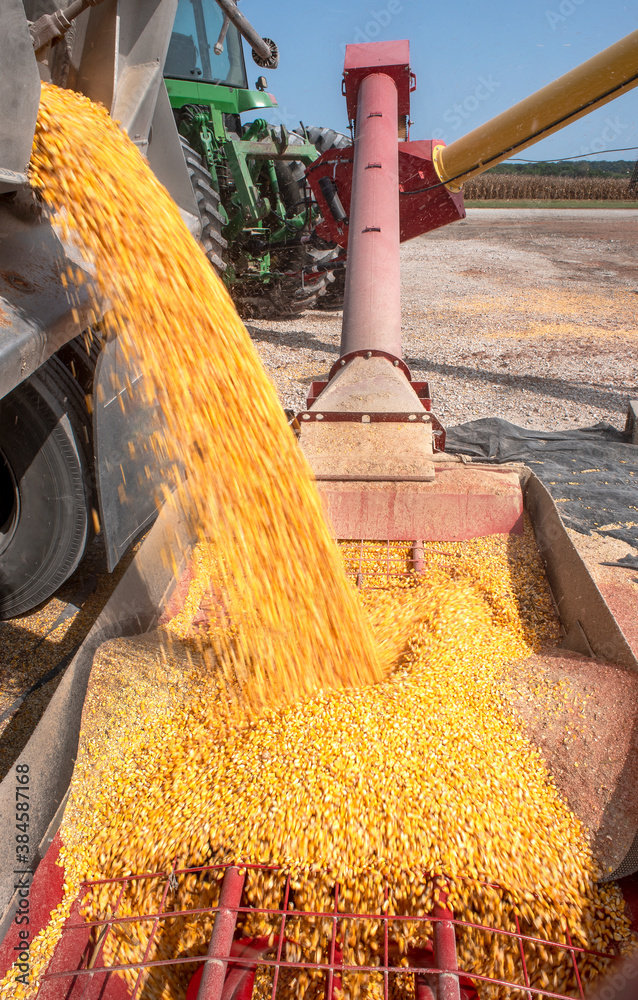 Raw yellow corn kernels pouring from semi-truck into grain auger for ...