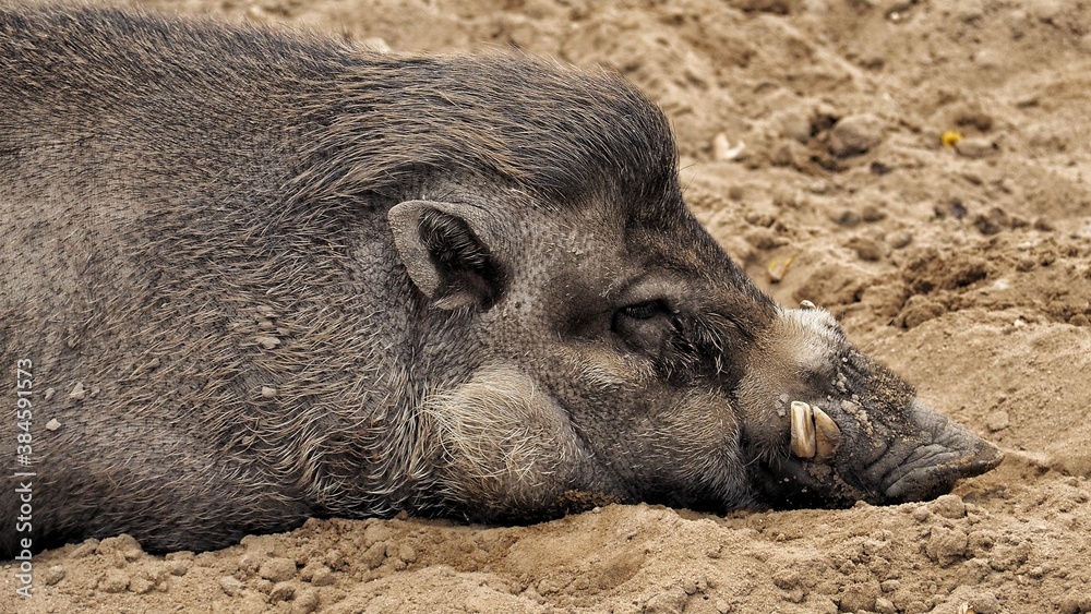 Visayan warty pig lies, gains strength and rests Stock Photo | Adobe Stock