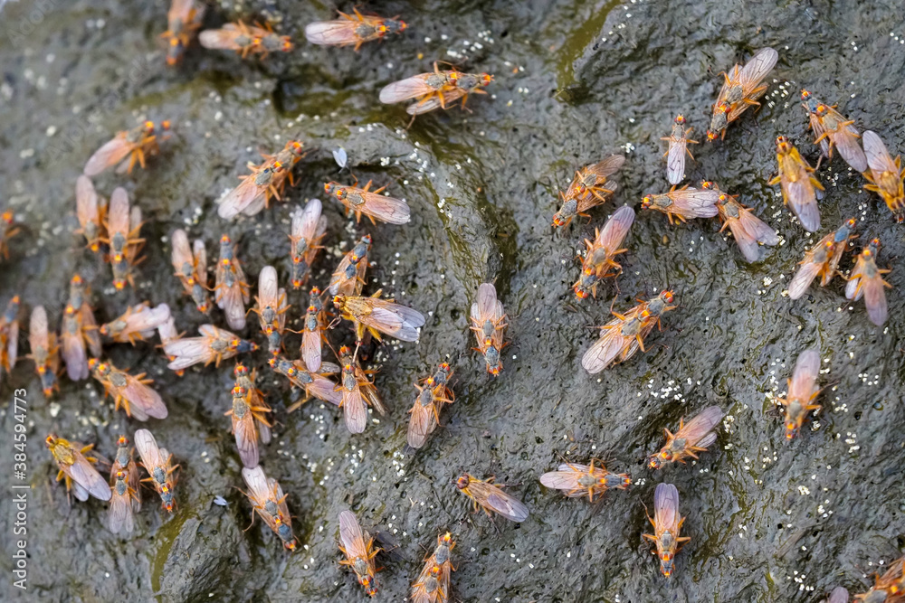 Suillia lays larvae in cow dung. Diptera, top view Stock Photo | Adobe ...