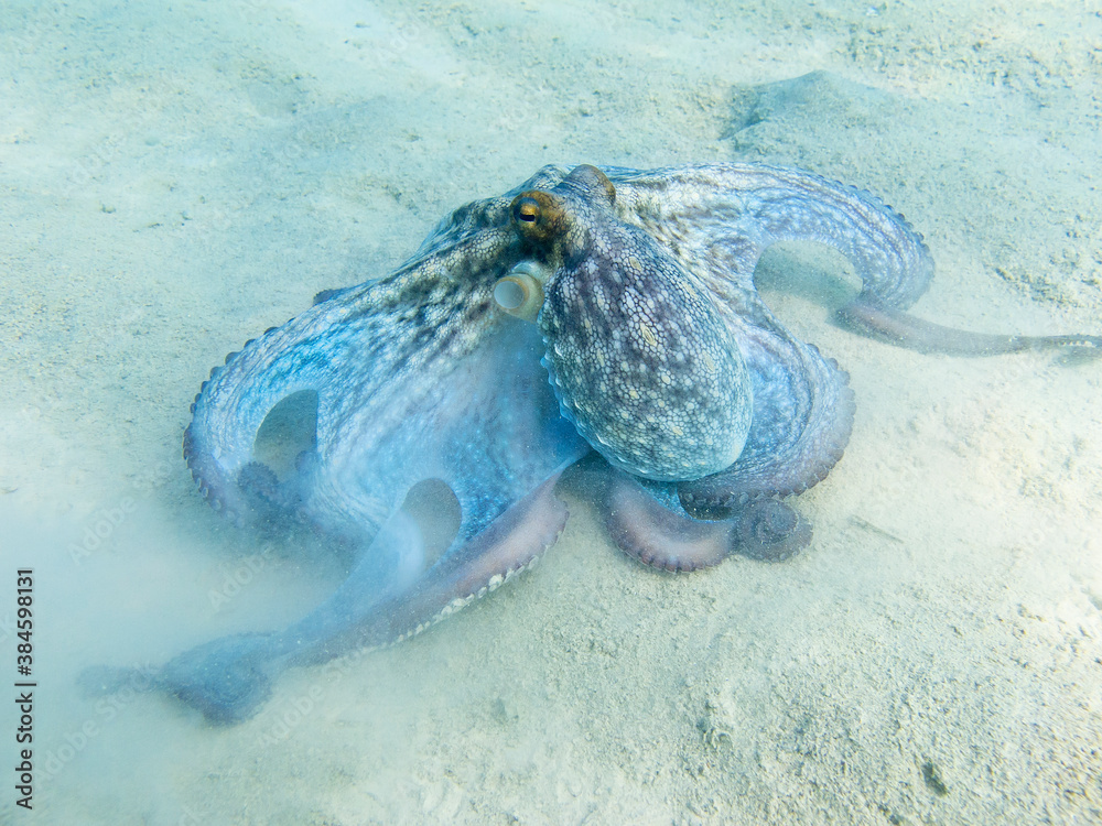 Il polpo (Octopus vulgaris Cuvier, 1797) o polpo è un cefalopode della ...