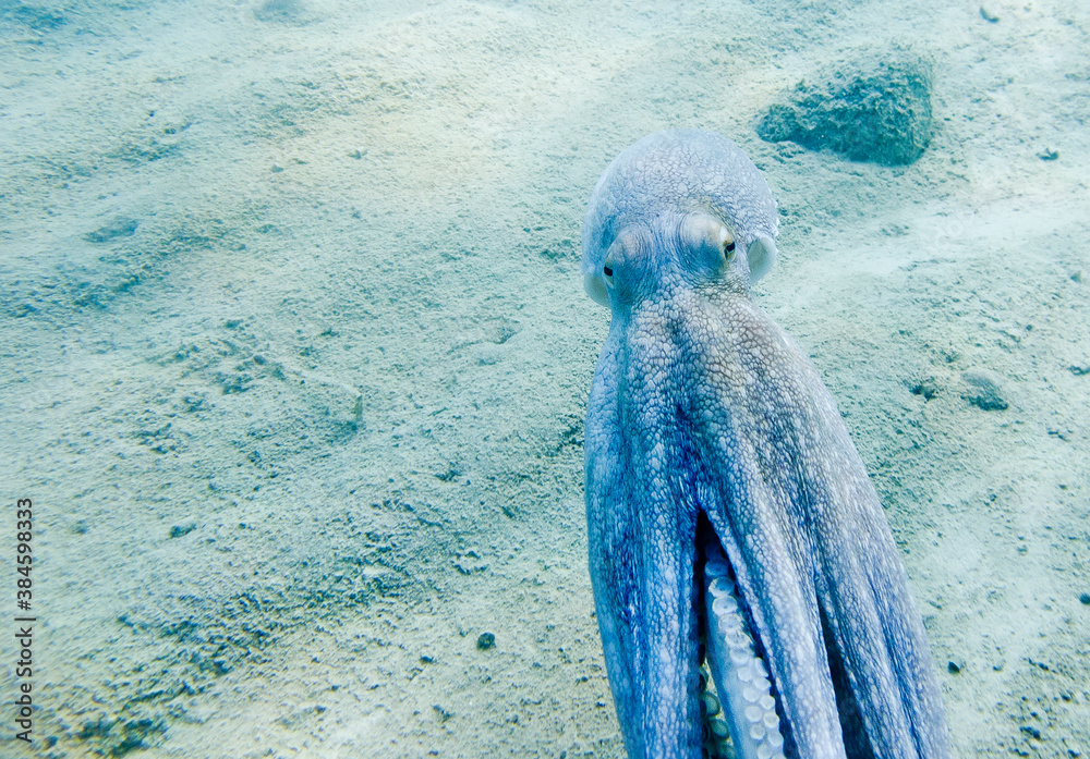 Foto de Il polpo (Octopus vulgaris Cuvier, 1797) o polpo è un ...