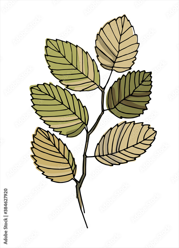 Elm tree branch colorful line art. Realistic hand drawn vector ...