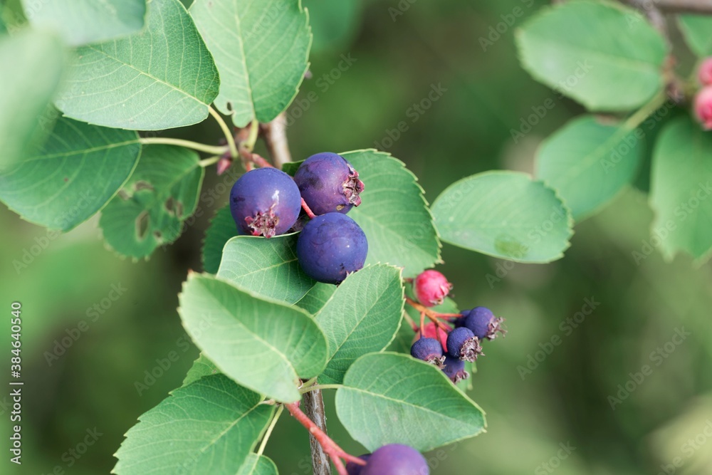 Fruits of a Pacific serviceberry, Amelanchier alnifolia Stock Photo ...