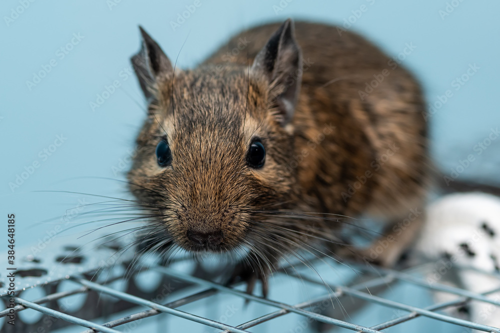 Little cute gray mouse Degu close-up. Exotic animal for domestic life ...