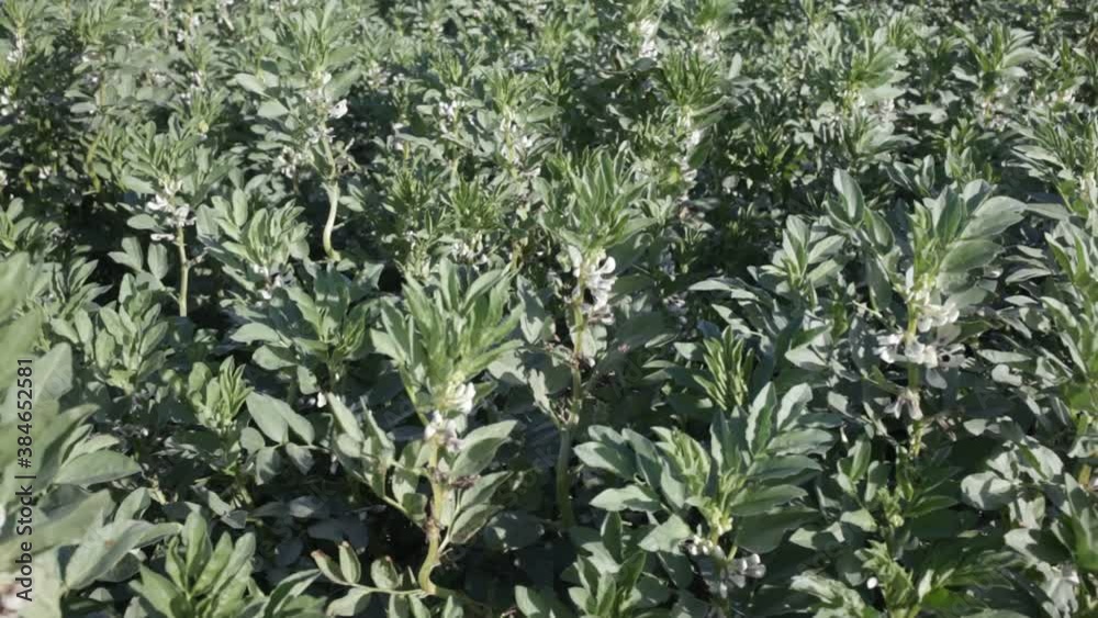 Flower sprouts fava beans growing on the plantation. High quality ...